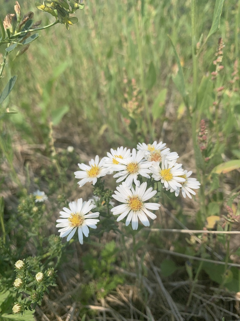 white heath aster in July 2023 by mna_jyork · iNaturalist