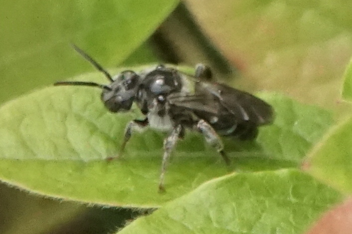 Macropis Cuckoo Bee from Arcadia, NB, Canada on July 14, 2023 at 02:56 ...
