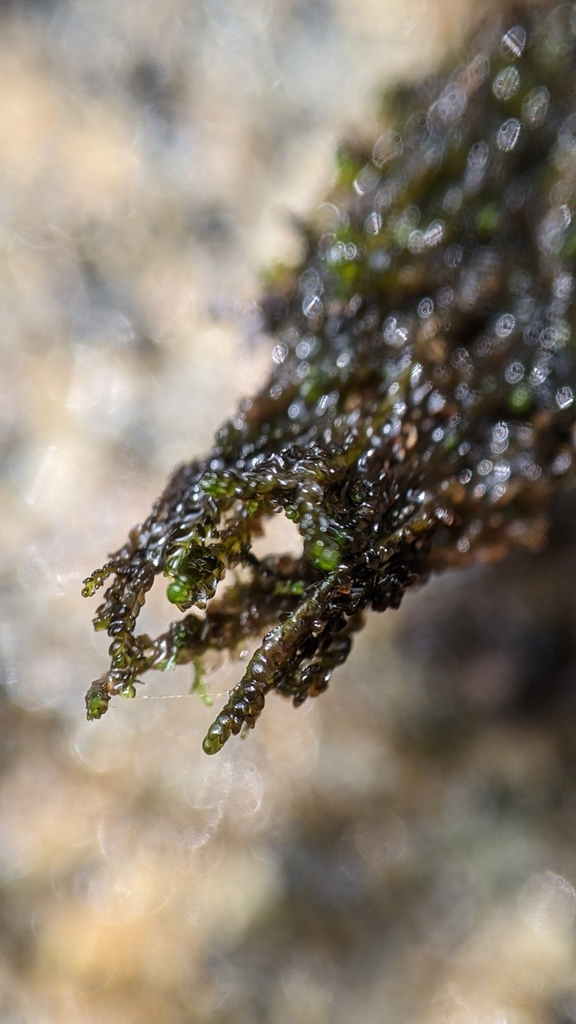 Bog Notchwort from Bear Creek Township, PA, USA on July 19, 2023 at 01: ...