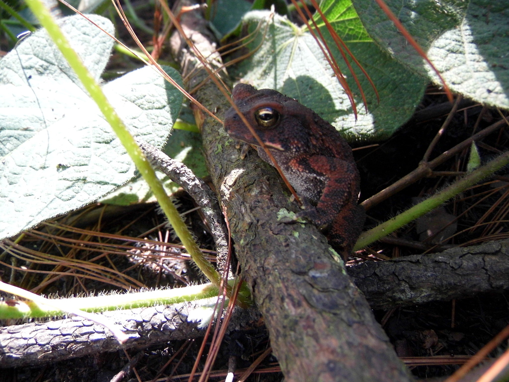 Pine Toad from Valle de Bravo, Méx., México on July 20, 2023 at 10:57 ...