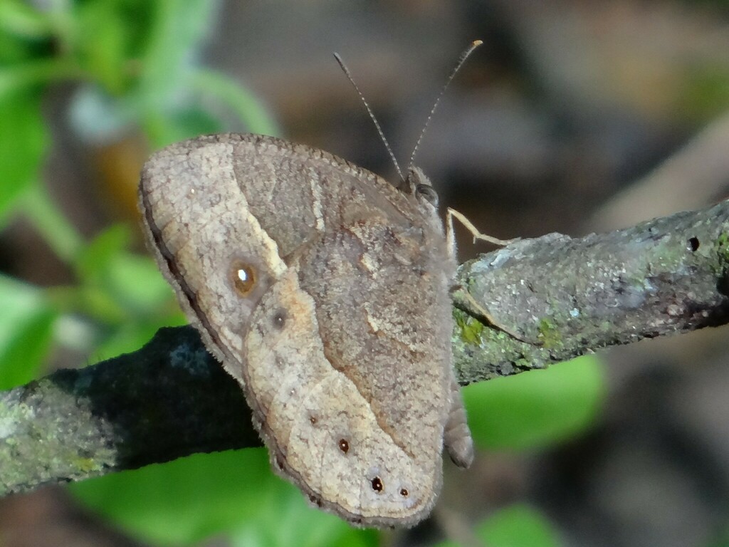Squinting Bush Brown from King Cetshwayo District Municipality, South ...