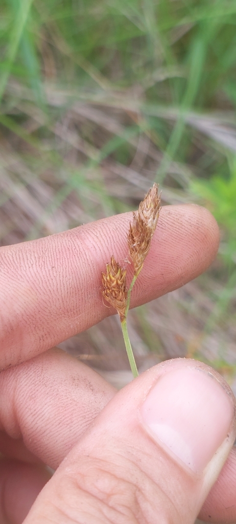 Prairie Straw Sedge in June 2023 by Derek Ziomber. In a calcareous ...
