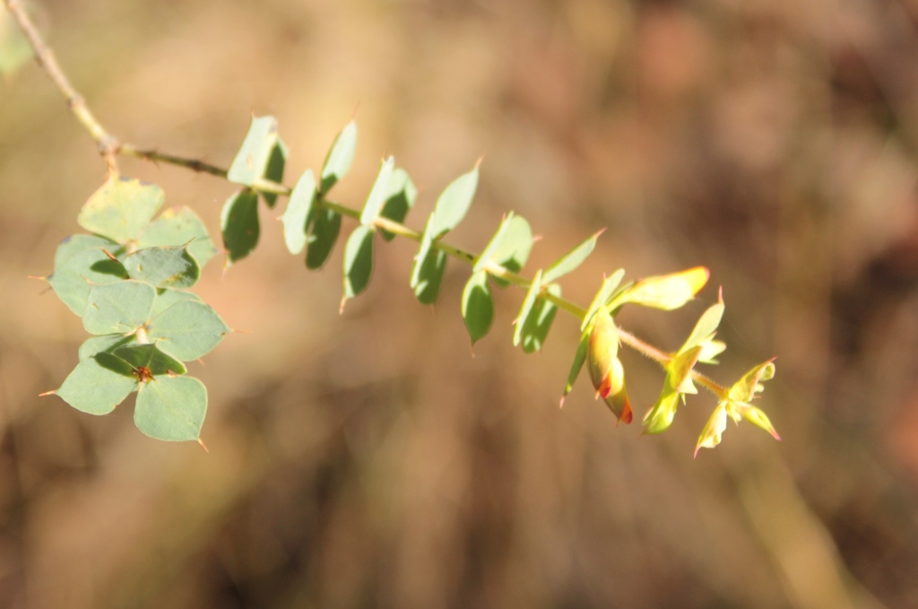 spiny bush-pea from Cedar Creek QLD 4207, Australia on July 19, 2023 at ...