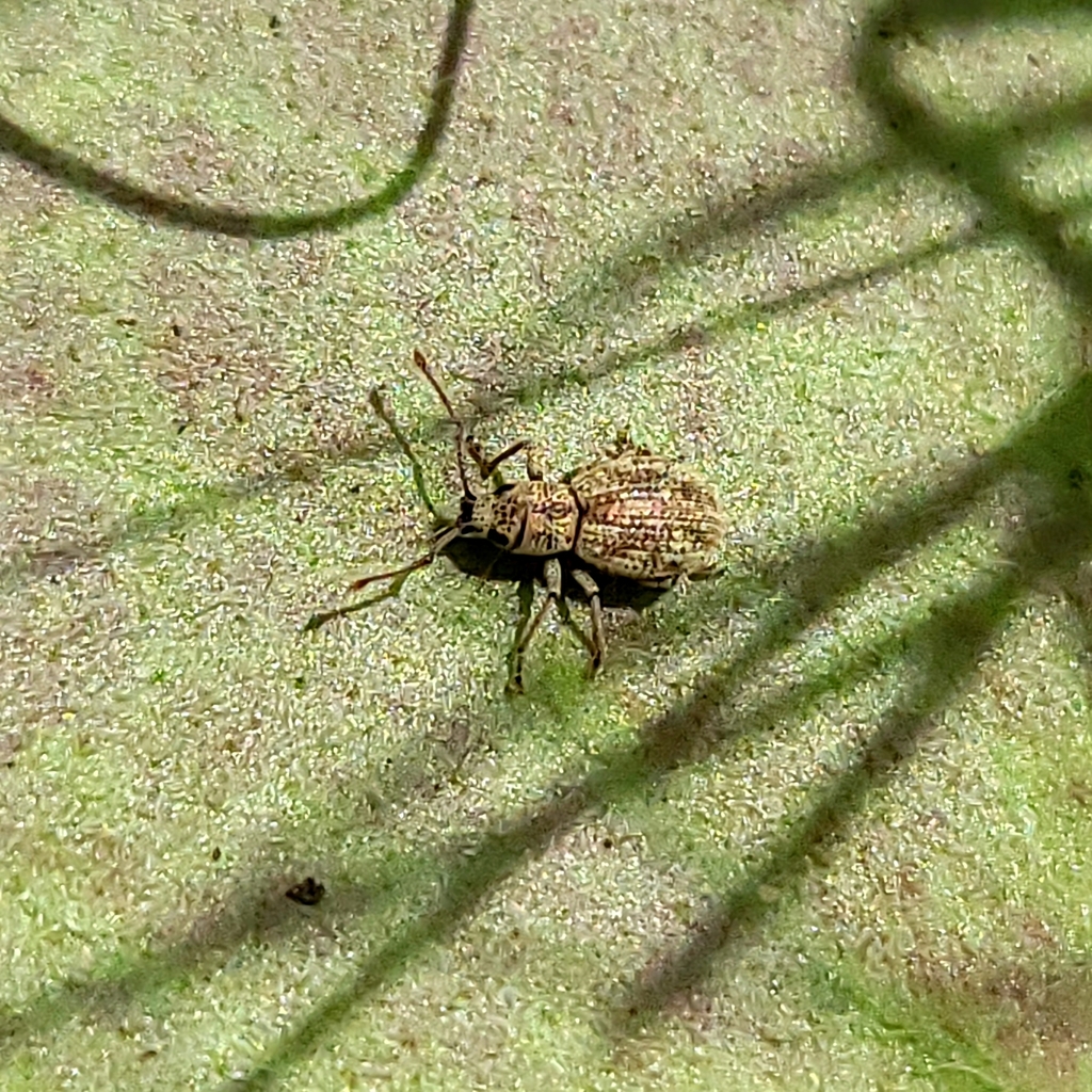 Imported Long-horned Weevil from Great Bend Township, MN 56101, USA on ...