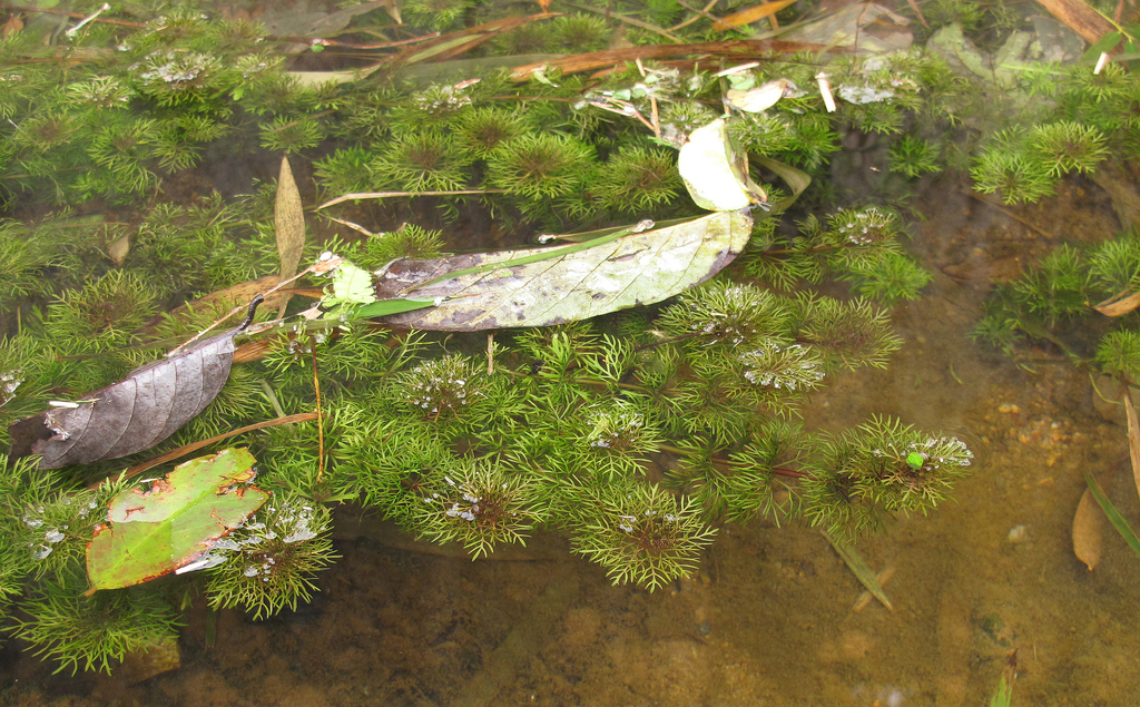 Sessile Marshweed (Invasive/Noxious Plants) · iNaturalist