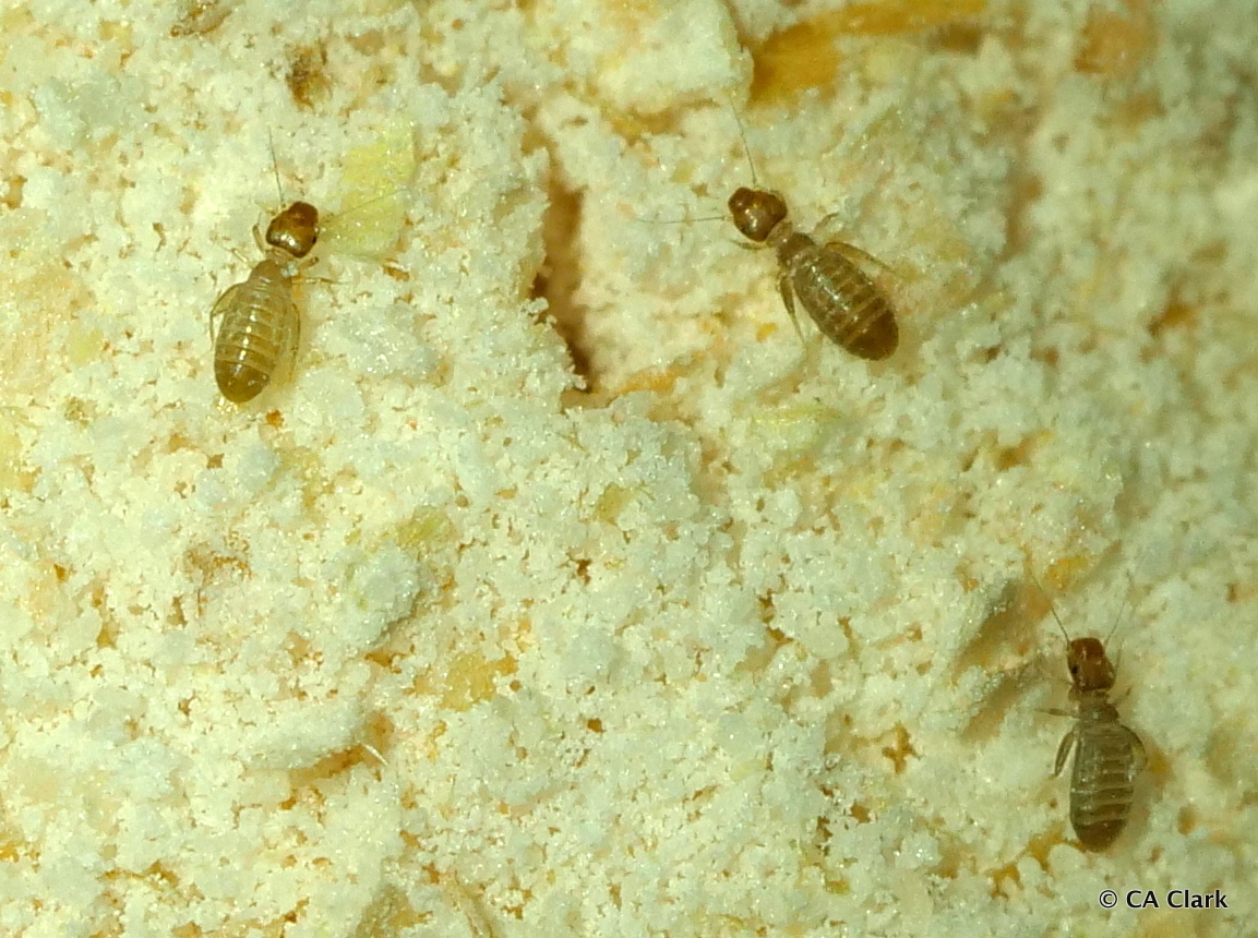 Liposcelis Motschulsky, 1852