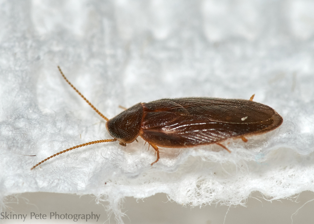 Small Hooded Cockroach (Cockroaches and Termites of the United States ...
