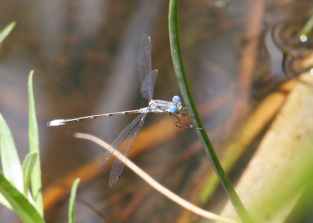 Spotted Spreadwing from Santa Fe County, NM, USA on August 14, 2009 at ...