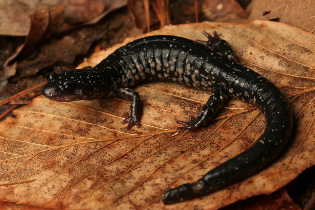 Northern Slimy Salamander (Heritage Reservation: Reptiles and ...