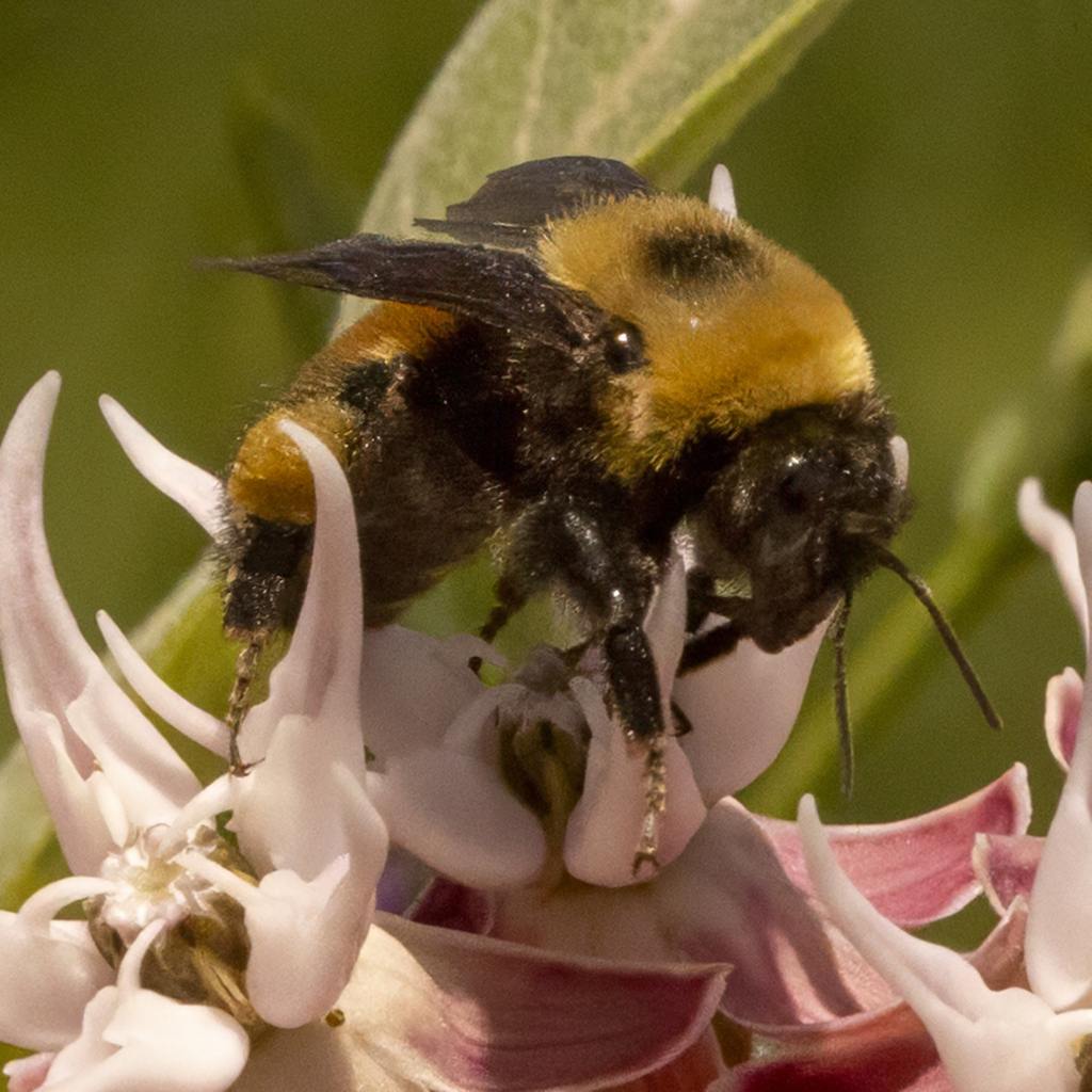 Nevada Bumble Bee from Rio Blanco Lake State Wildlife Area on July 1 ...