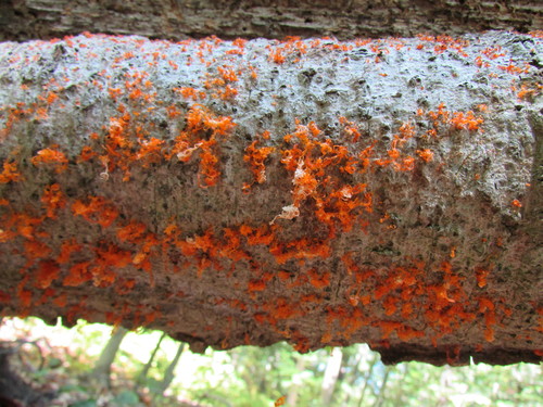 Eutypella quaternata · iNaturalist