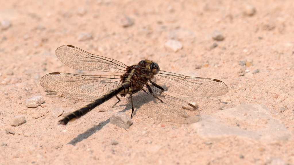 Dusky Clubtail from Schoolcraft County, MI, USA on June 05, 2023 at 11: ...