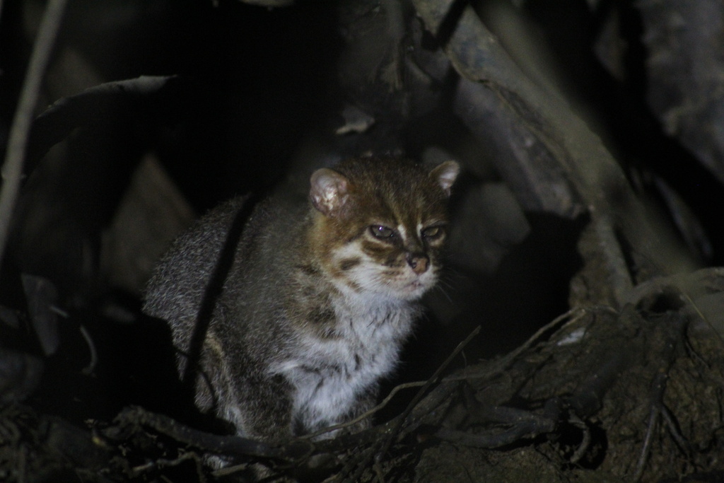 Flat-headed Cat in July 2023 by jstivelman · iNaturalist