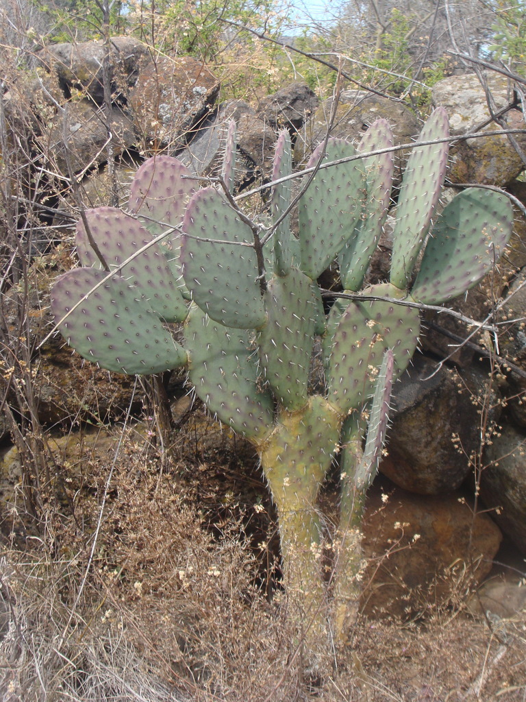 Opuntia joconostle from huiscuilco on February 13, 2016 at 02:30 PM by ...