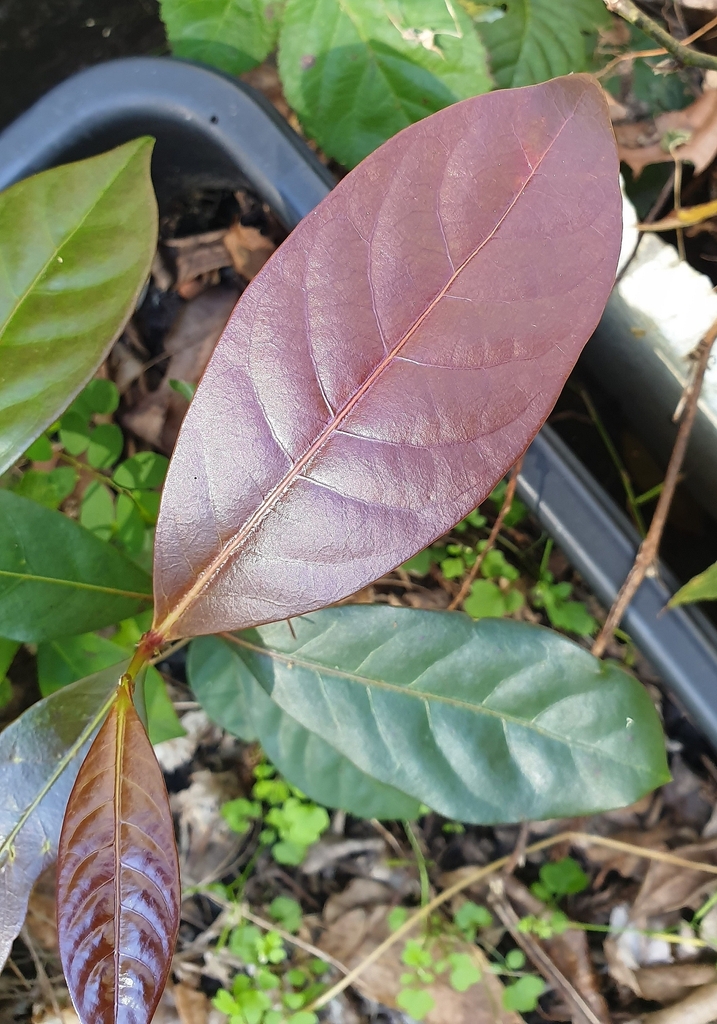 Cheese Tree in July 2023 by Peta · iNaturalist