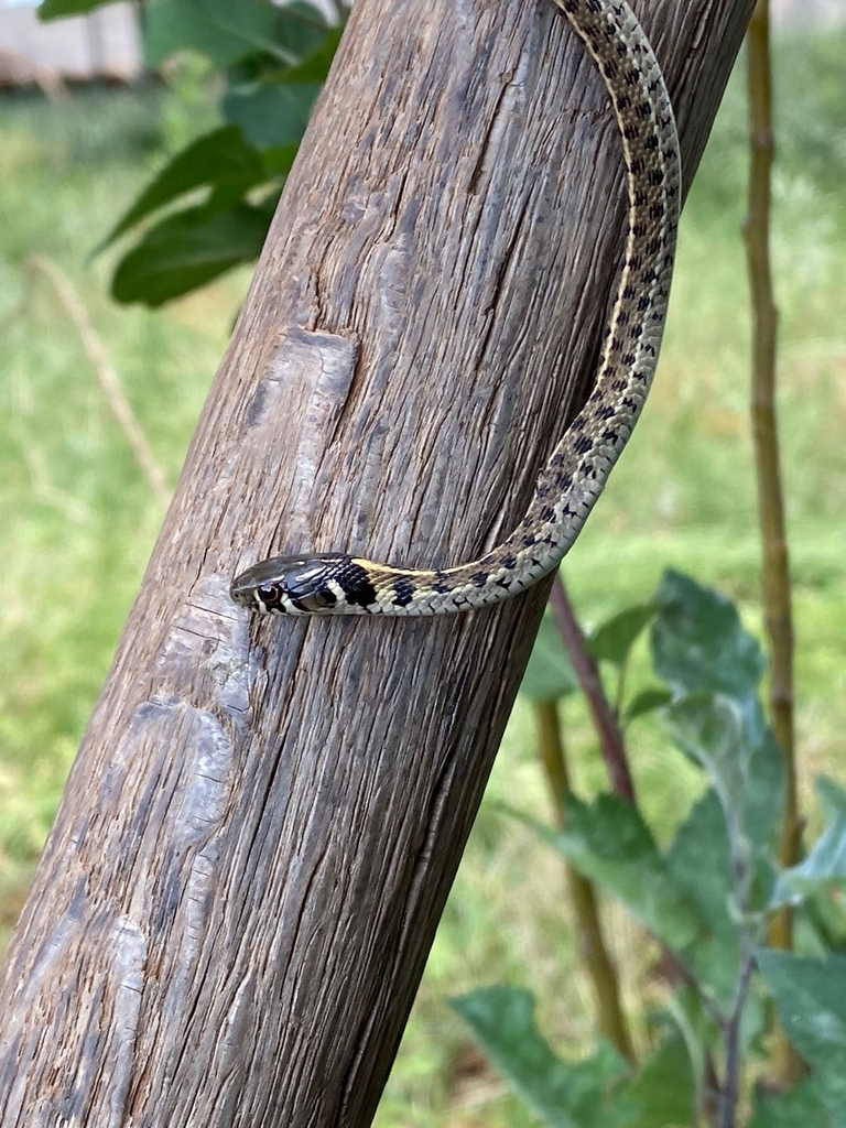 Checkered Garter Snake from 33590 Chih., México on July 20, 2023 at 01: ...