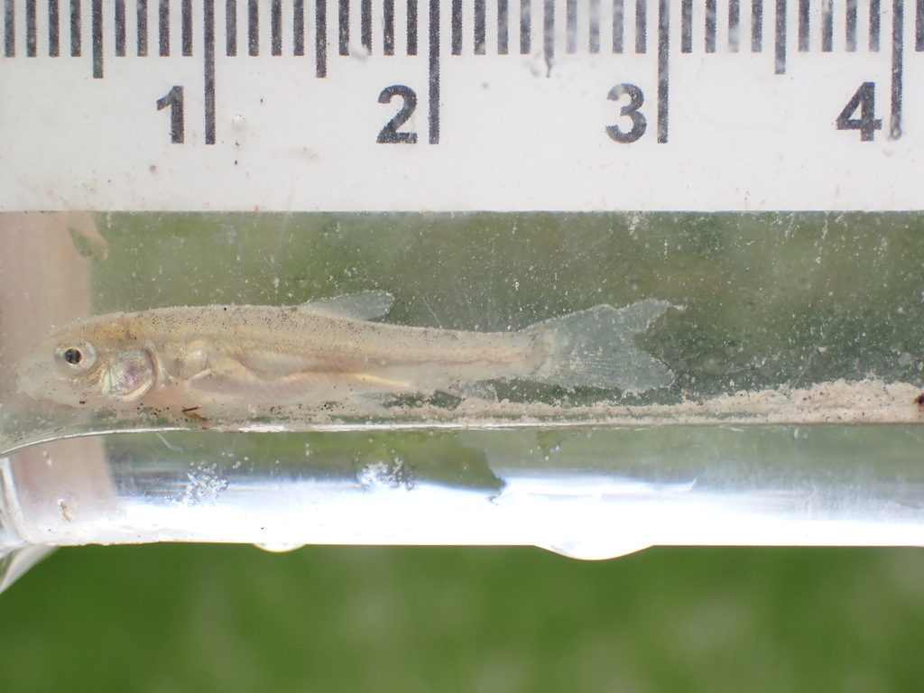 White Sucker from Thunder Bay District, ON, Canada on July 18, 2023 at ...