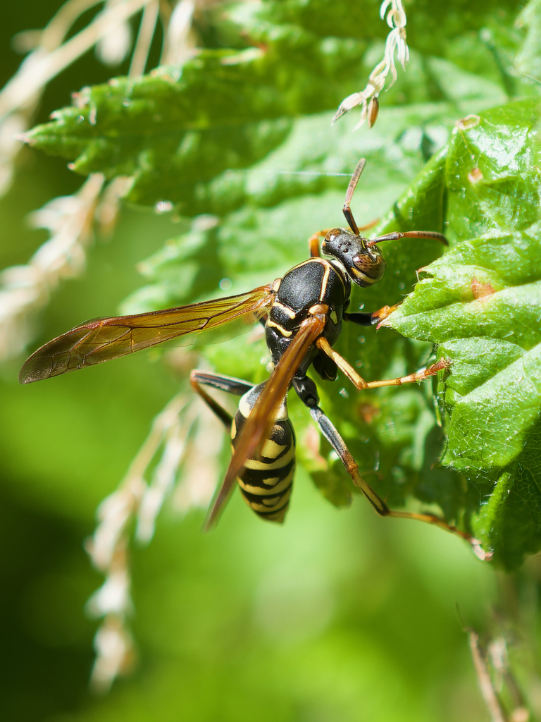 Golden Paper Wasp from Capital, CA-BC, CA on July 20, 2023 at 09:43 AM ...