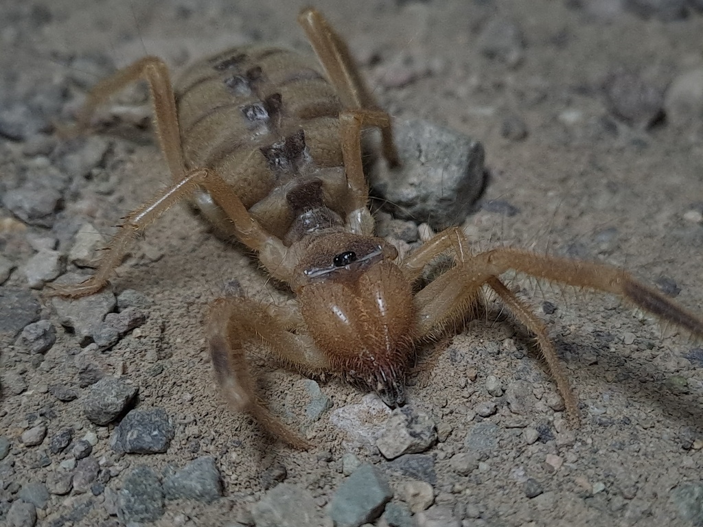 Scorpion-Spiders from Eshtehard, Alborz Province, Iran on July 19, 2023 ...
