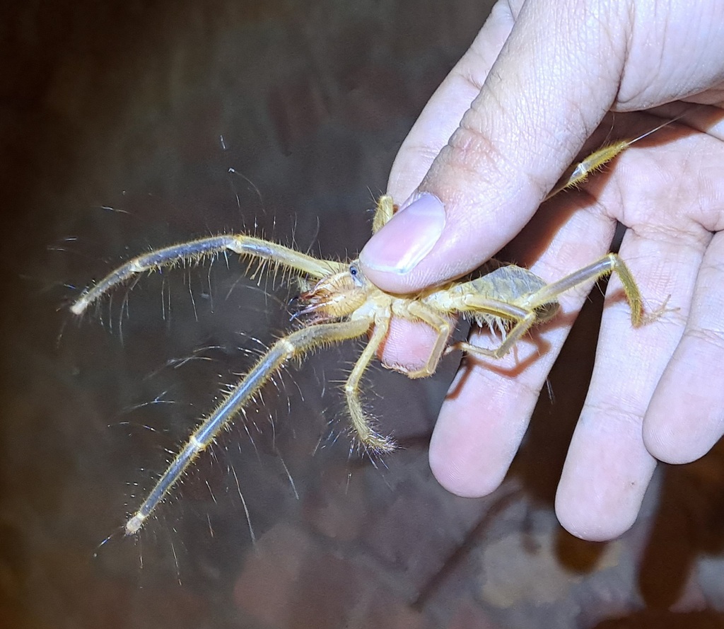 Scorpion-Spiders from Eshtehard, Alborz Province, Iran on July 19, 2023 ...