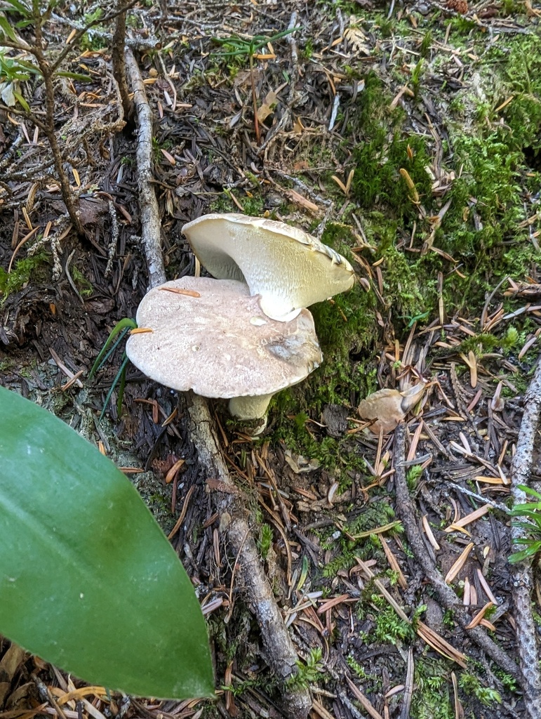 Sheep Polypore from Skagit County, WA, USA on July 18, 2023 at 11:21 AM ...