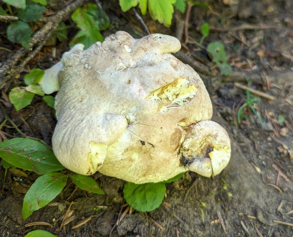 Sheep Polypore from Skagit County, WA, USA on July 18, 2023 at 11:52 AM ...