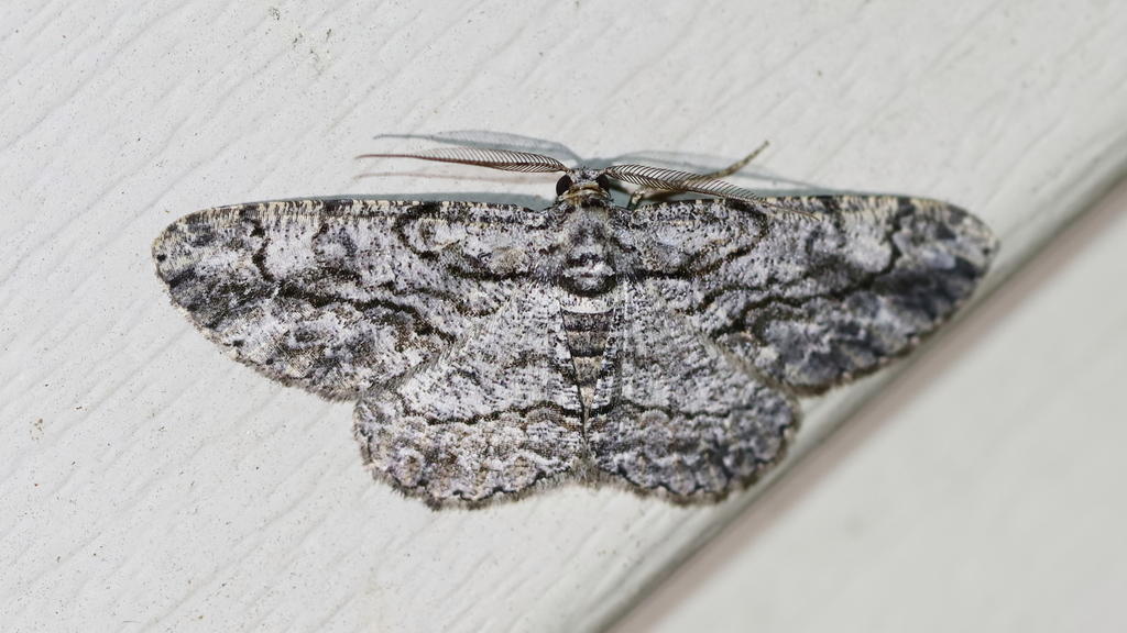 Common Gray from Wading River, NY, USA on July 20, 2023 at 03:41 AM by ...