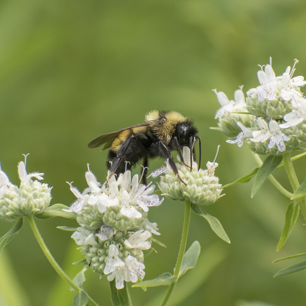 Lemon Cuckoo Bumble Bee from Montgomery County, OH, USA on July 16 ...