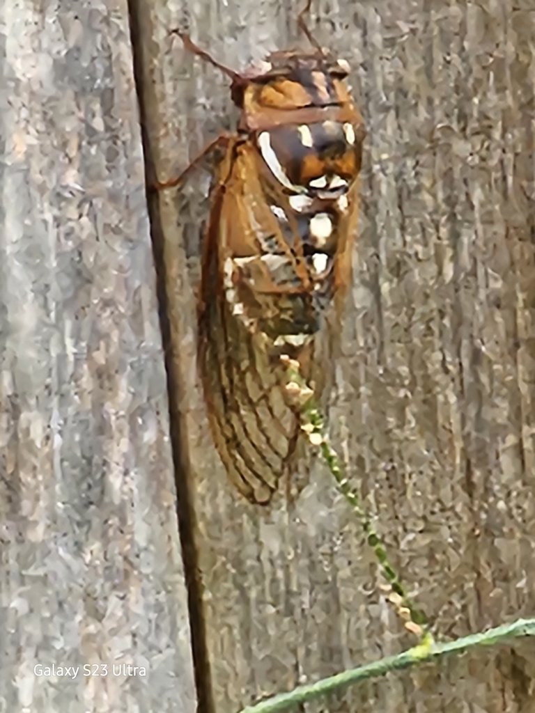 Bush Cicada from Wylie on July 9, 2023 at 07:58 PM by gc1836 · iNaturalist