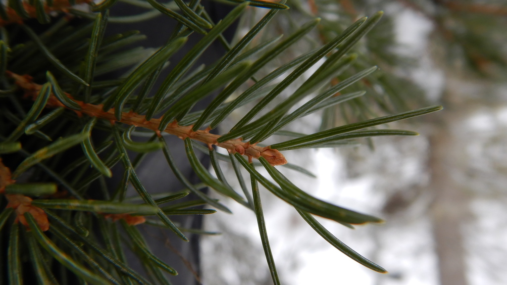 blue spruce from Wilson, WY, USA on January 6, 2019 at 04:23 PM by ...