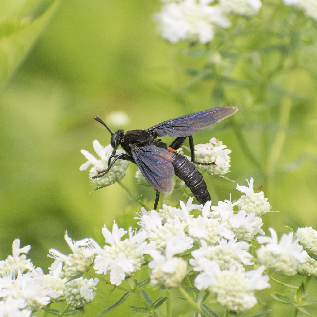 Clubbed Mydas Fly from Montgomery County, OH, USA on July 16, 2023 at ...