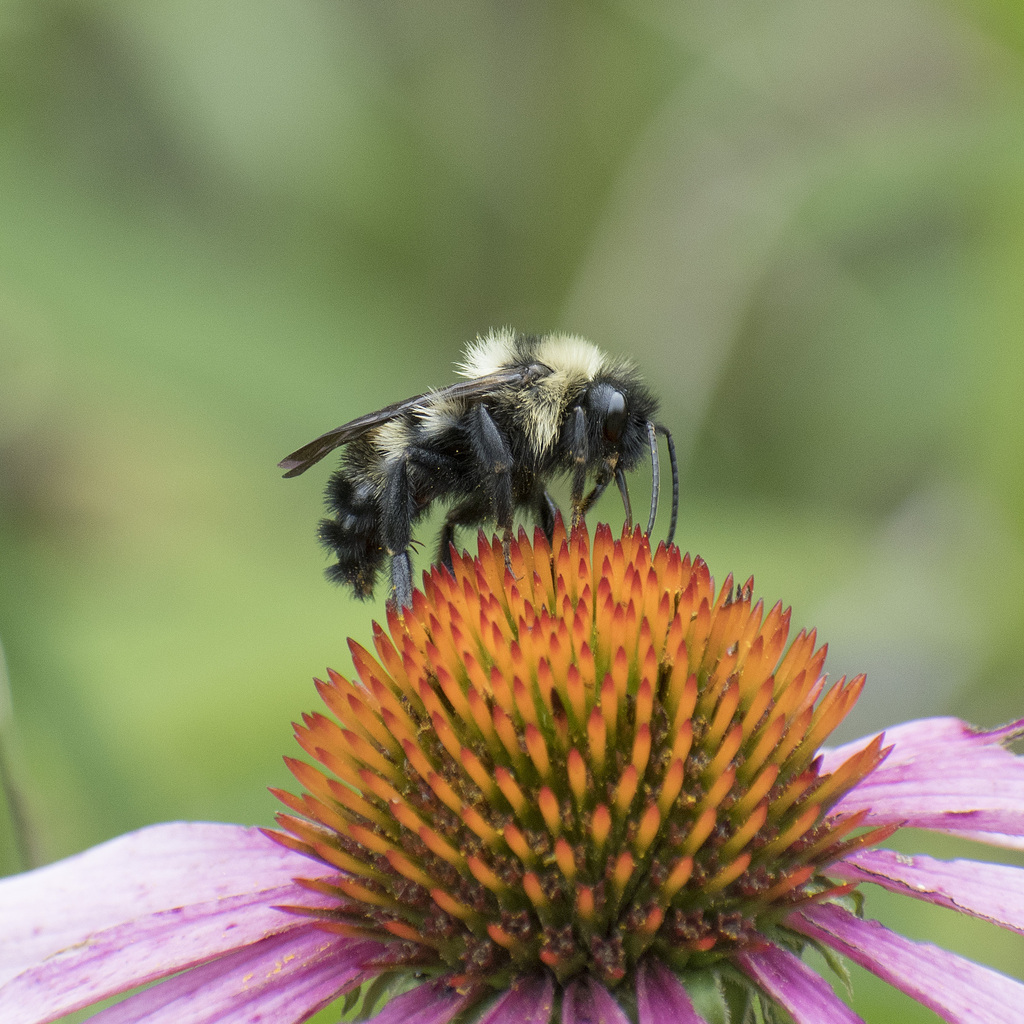 Lemon Cuckoo Bumble Bee from Montgomery County, OH, USA on July 17 ...