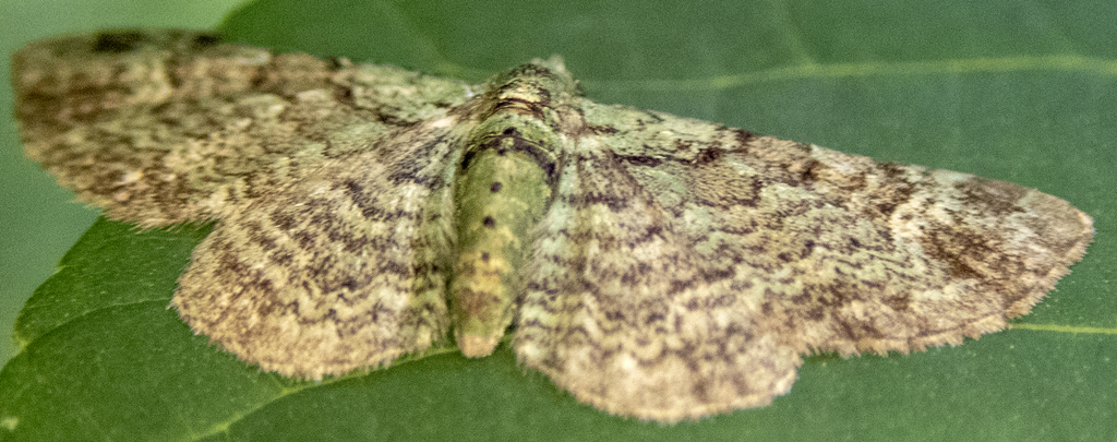 Green Pug from Shepard Settlement, Onondaga County, NY, USA on July 20 ...