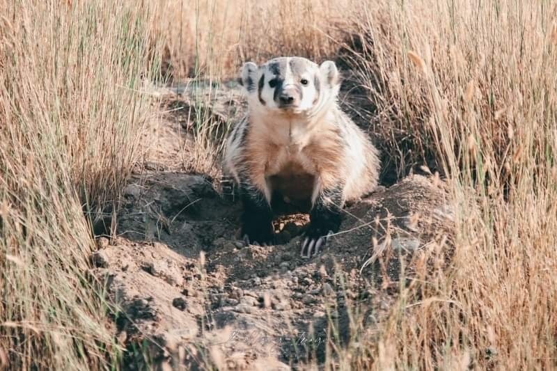 Northwestern American Badger from Forty Mile County No. 8, AB, CA on ...
