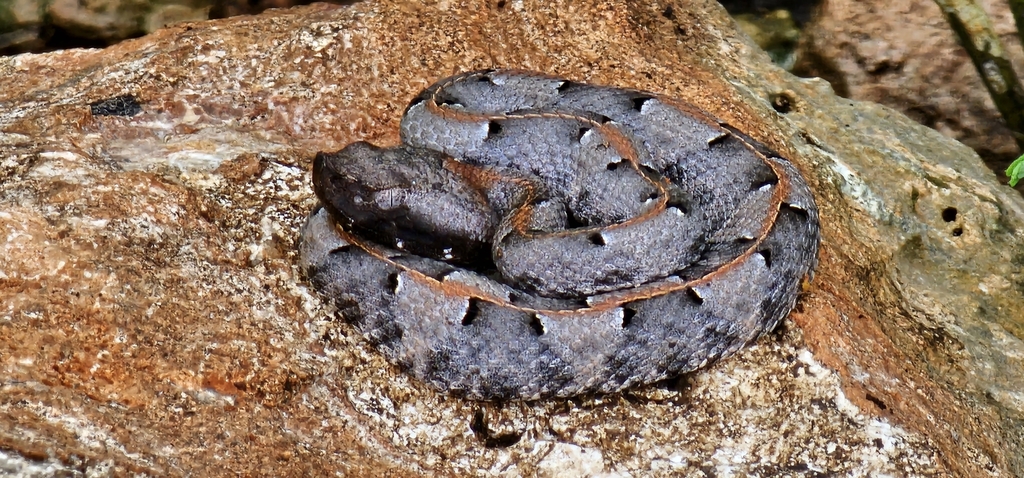 Yucatán Hognose Viper from 97782 Valladolid, Yuc., México on July 20 ...
