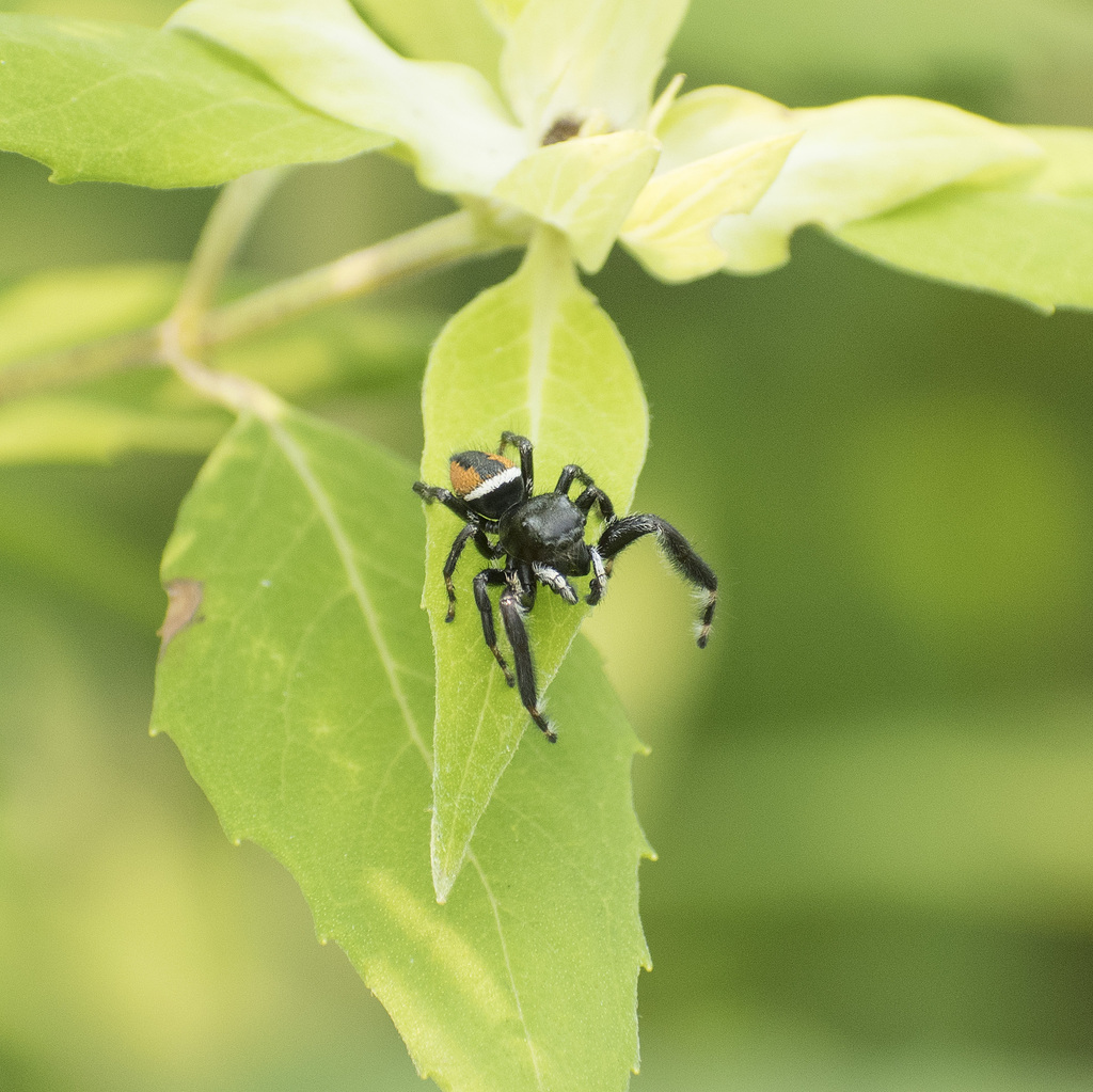 Brilliant Jumping Spider from Montgomery County, OH, USA on July 17 ...