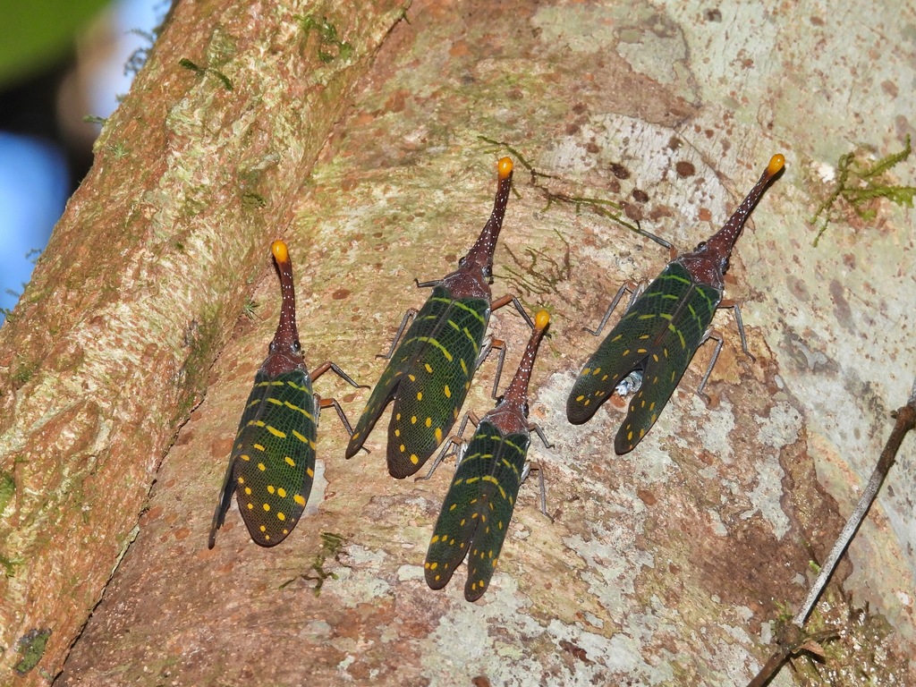 Pyrops intricatus from Sarawak #2, Malaysia on July 18, 2023 at 10:06 ...