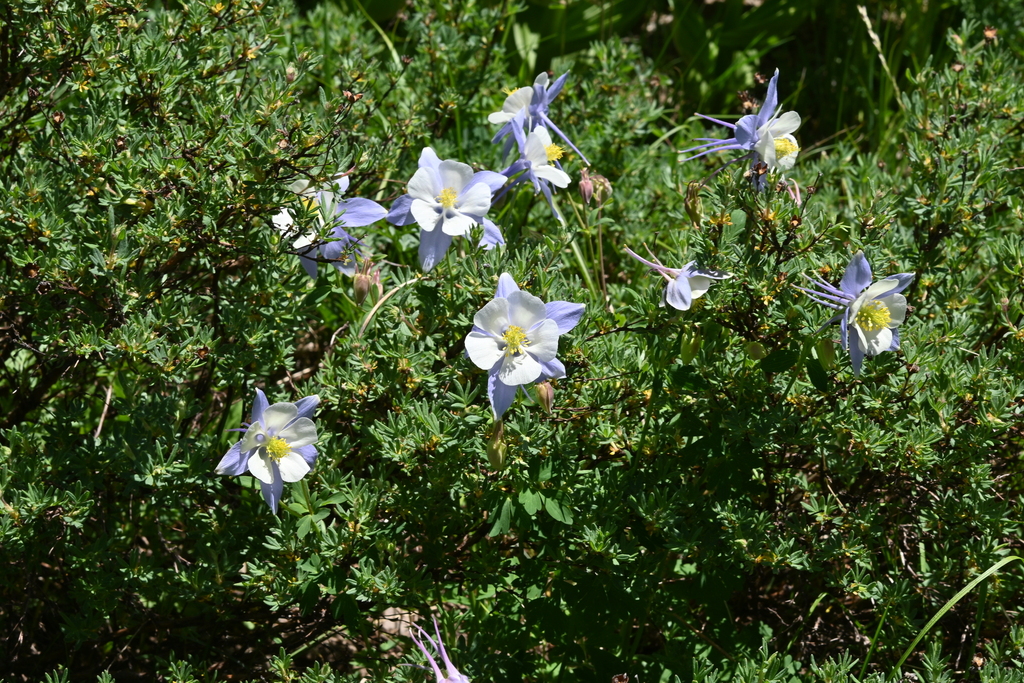 blue columbine from Gunnison County, CO, USA on July 9, 2023 at 12:36 ...