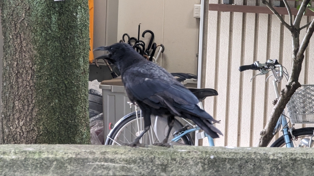 Japanese Crow from Mitaka, JP-TK, JP on July 20, 2023 at 02:09 PM by ...