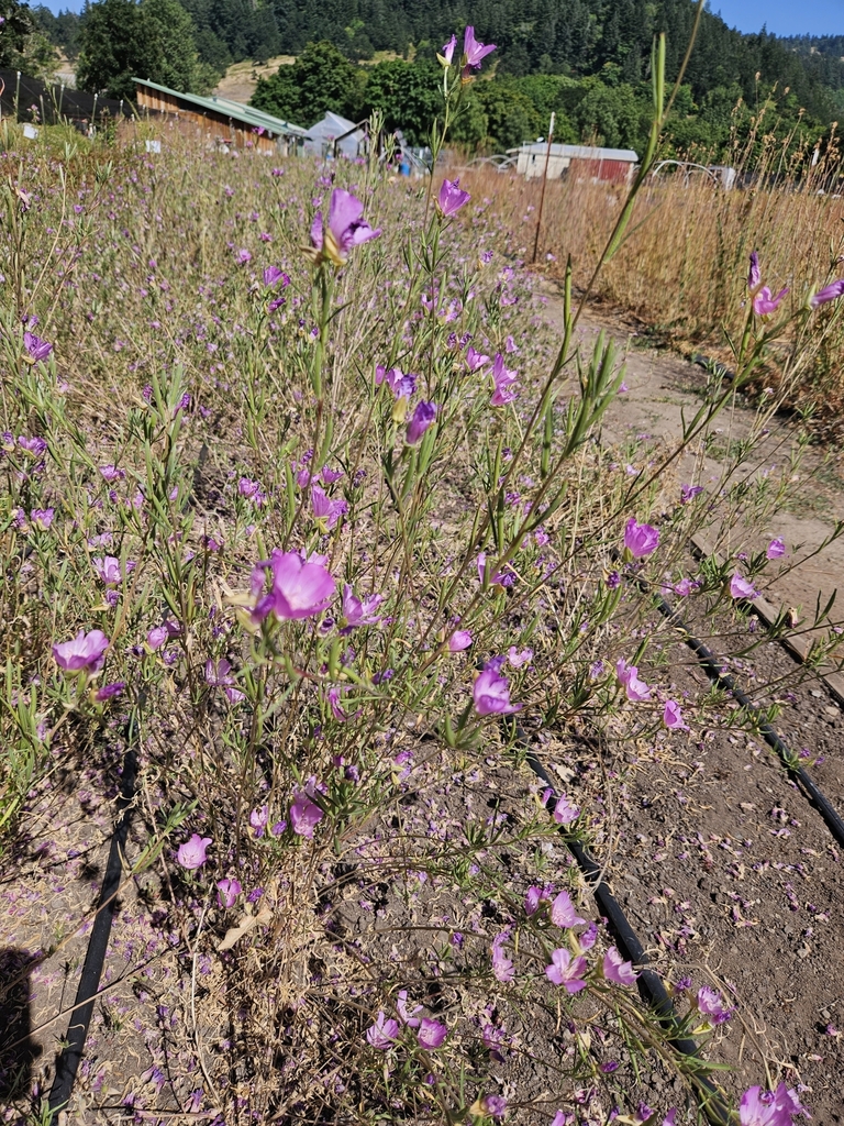 Farewell-To-Spring from Eugene, OR 97405, USA on July 20, 2023 at 03:46 ...