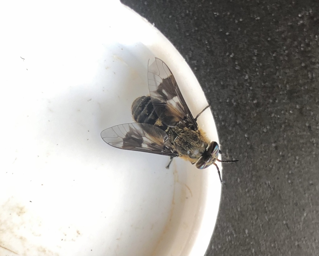 Chrysops excitans from Capital, BC, CA on July 20, 2023 at 12:38 PM by ...