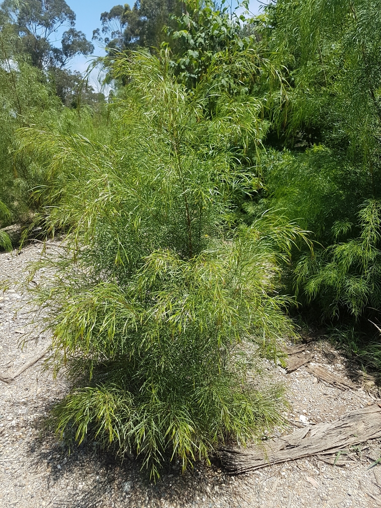 bower wattle (Acacia subporosa) - Botanical Realm