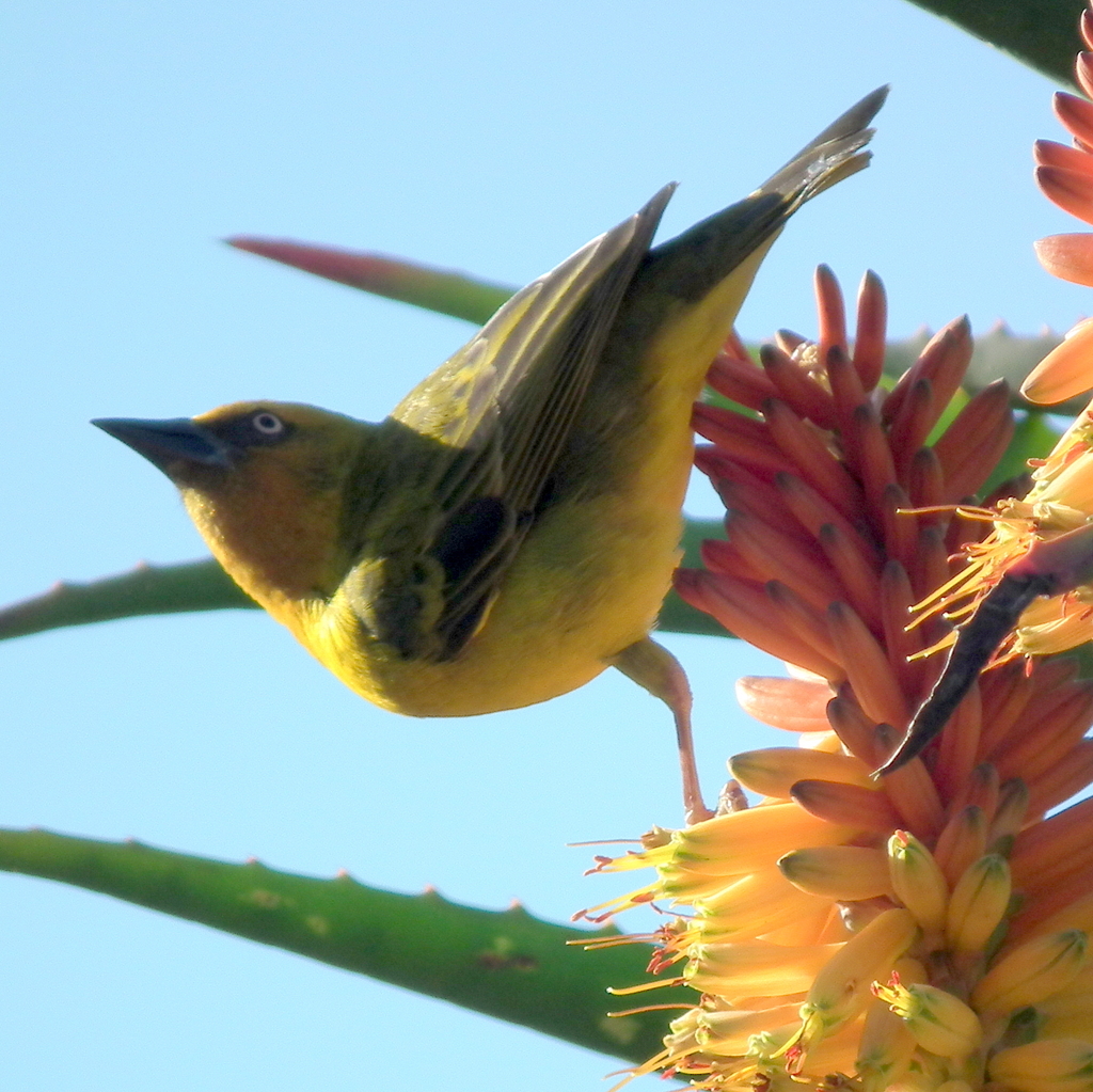 Cape Weaver from Garden Route Botanical Garden on July 16, 2023 at 09: ...