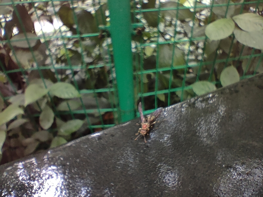 Lesser Paper Wasps from 广东省广州市越秀区越秀公园 on July 19, 2023 at 10:54 AM by ...