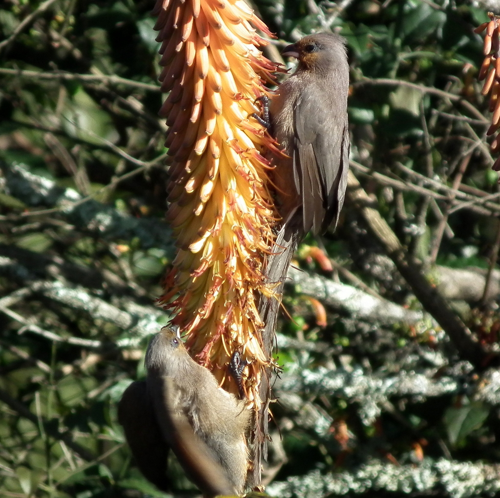 Cape Speckled Mousebird from Garden Route Botanical Garden on July 16 ...
