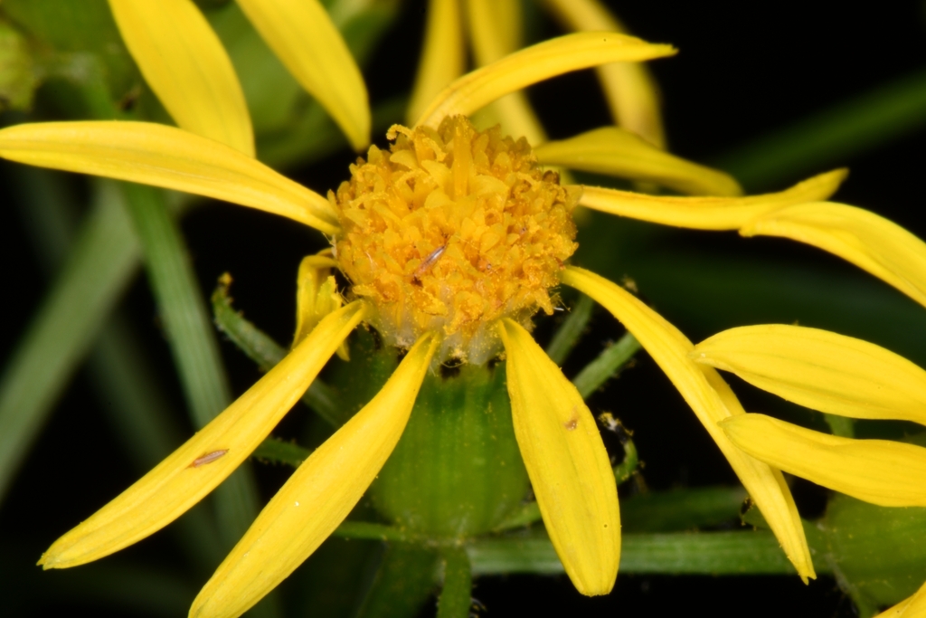 Senecio eremophilus kingii from New Harmony, UT 84757, USA on July 18 ...