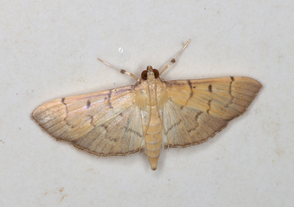 Herpetogramma basalis from Lantau Island, Hong Kong on July 20, 2023 at ...