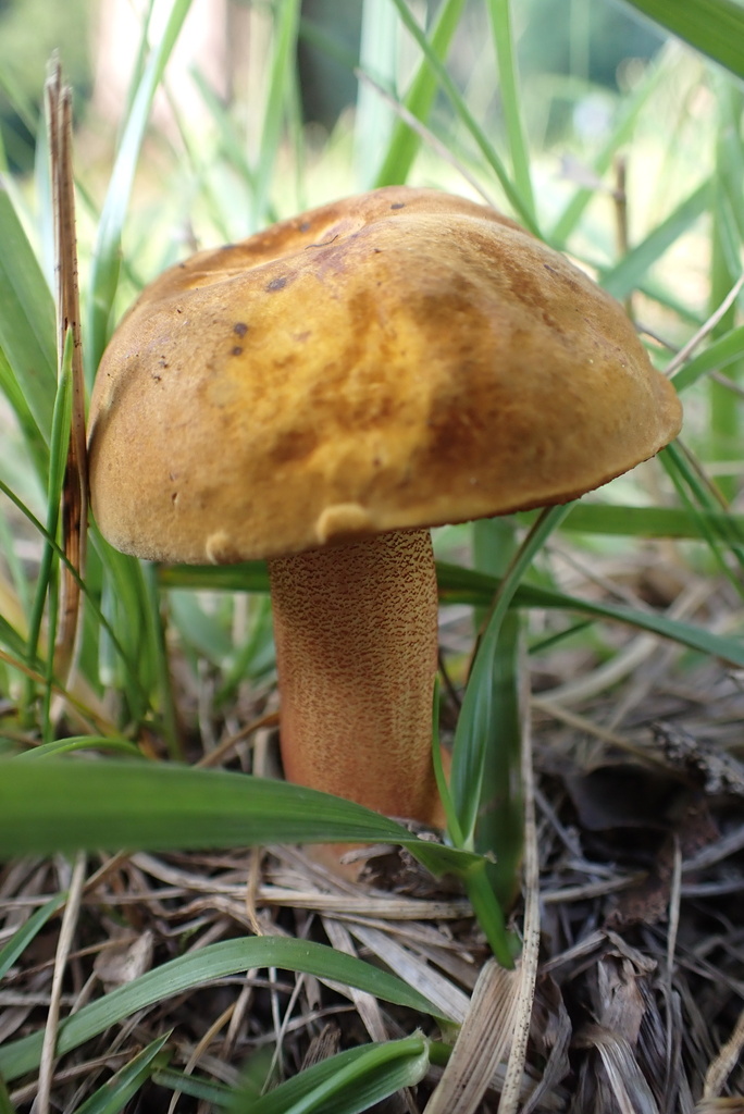 Neoboletus from Lehigh University, Bethlehem, PA, US on July 20, 2023 ...