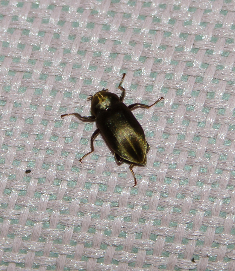 Helichus lithophilus in July 2023 by Stella Tea · iNaturalist