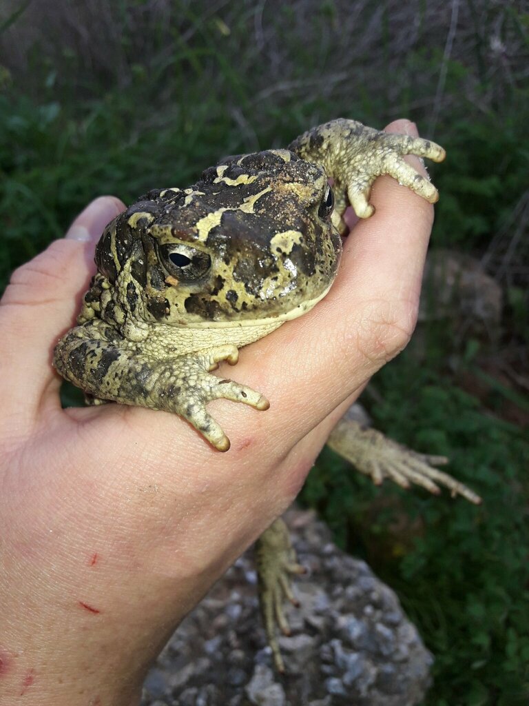 Mauritanian Toad from Rabat, Morocco on January 18, 2023 at 09:38 PM by ...